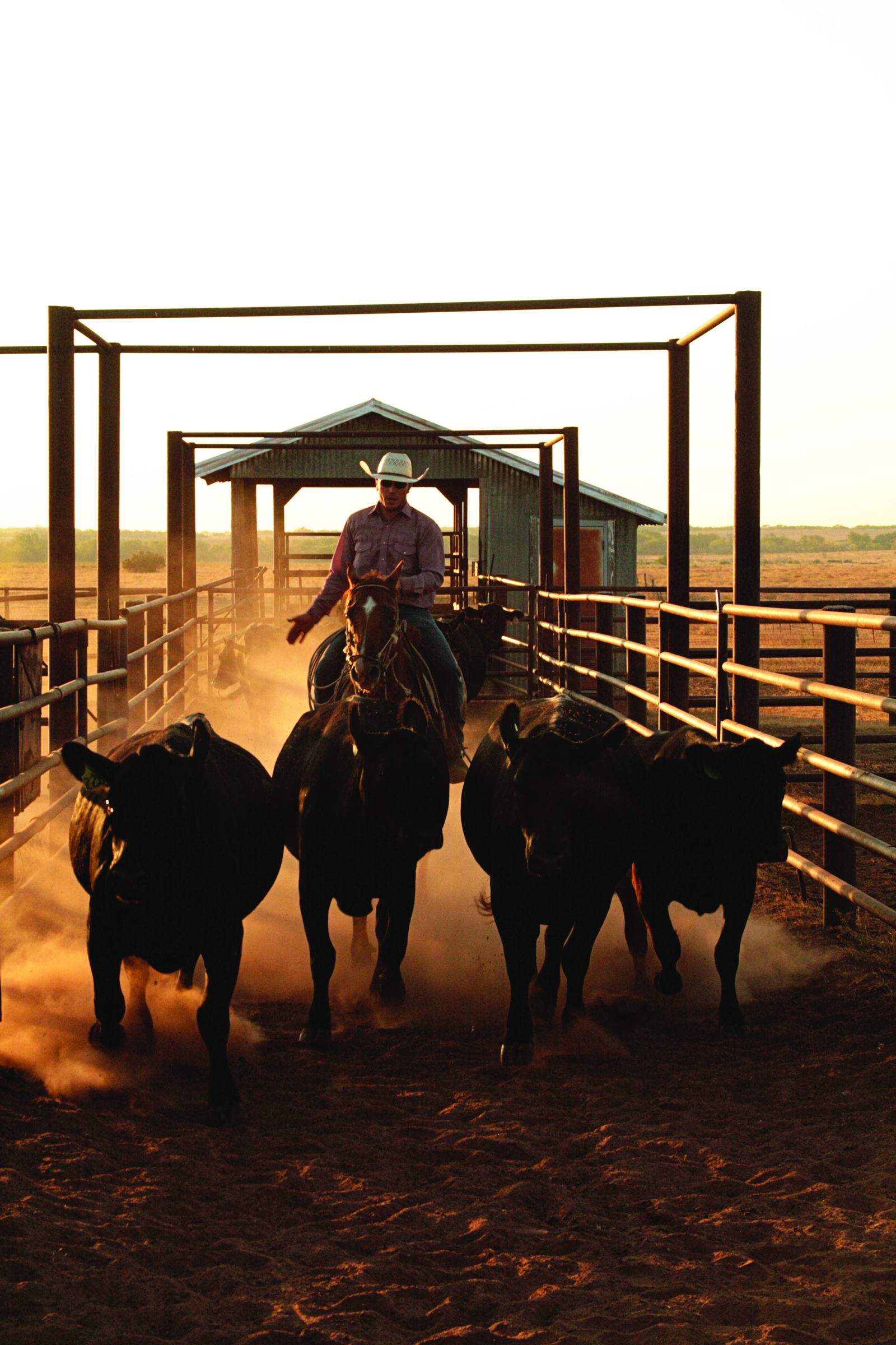 The Cattle Tag Shop